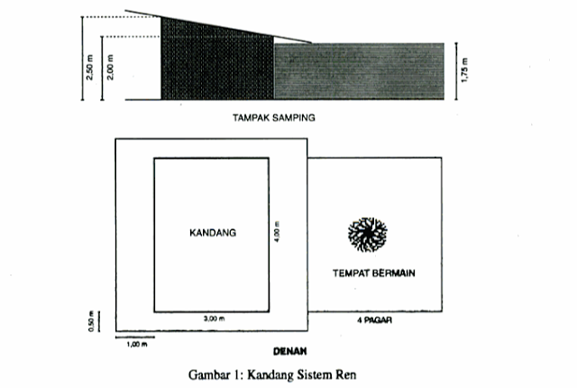 Ukuran Denah Kapasitas Kandang Ayam Kampung | Cara Budidaya