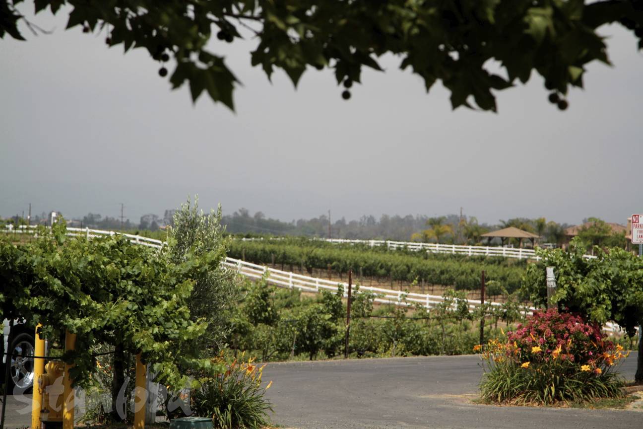 Patrick Bartlett: Wine Tasting in Temecula #2... Palumbo