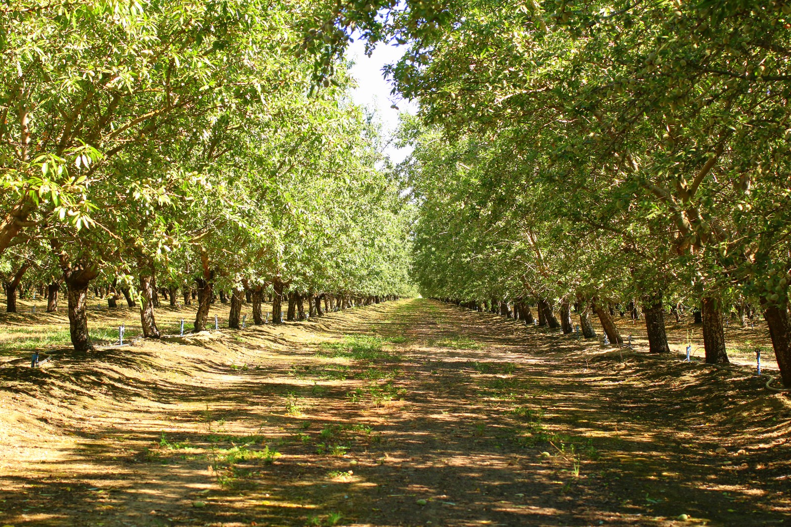 Kataru's love and pursuit of Farming: Almond hull split in progress..