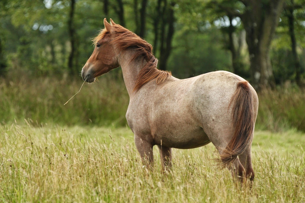 Chamfron Stud : Chamfron Bombero - 14 months old