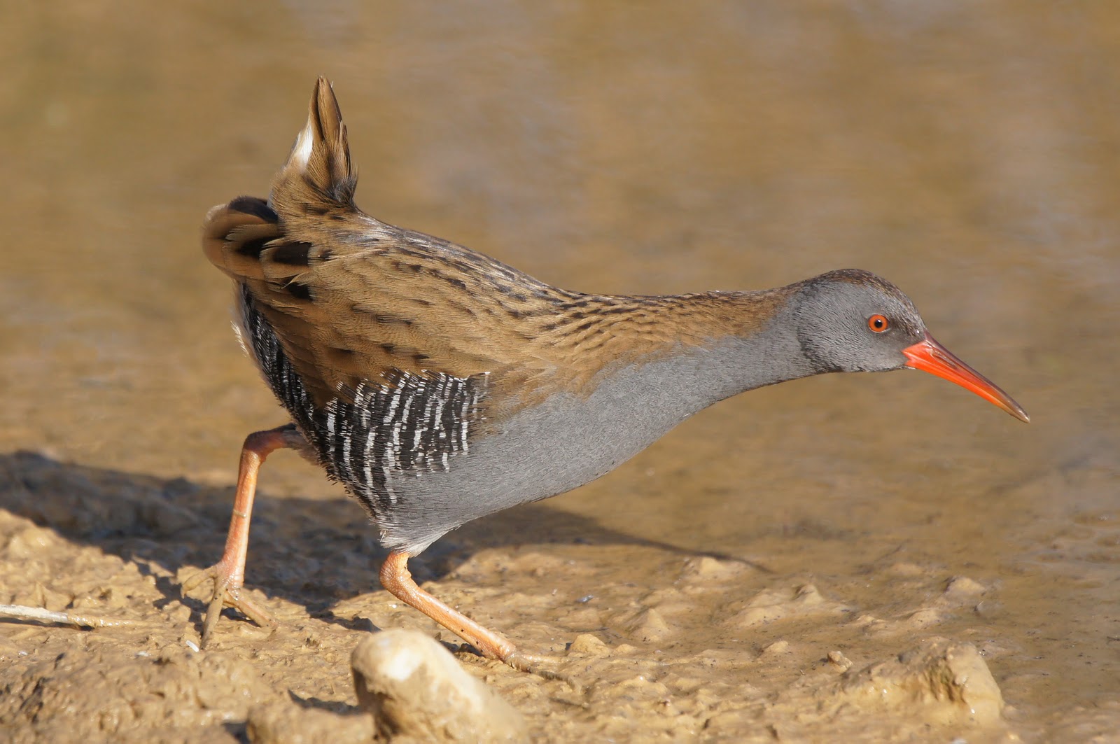 Pasión por las aves: Rascón europeo.(Rallus aquaticus)