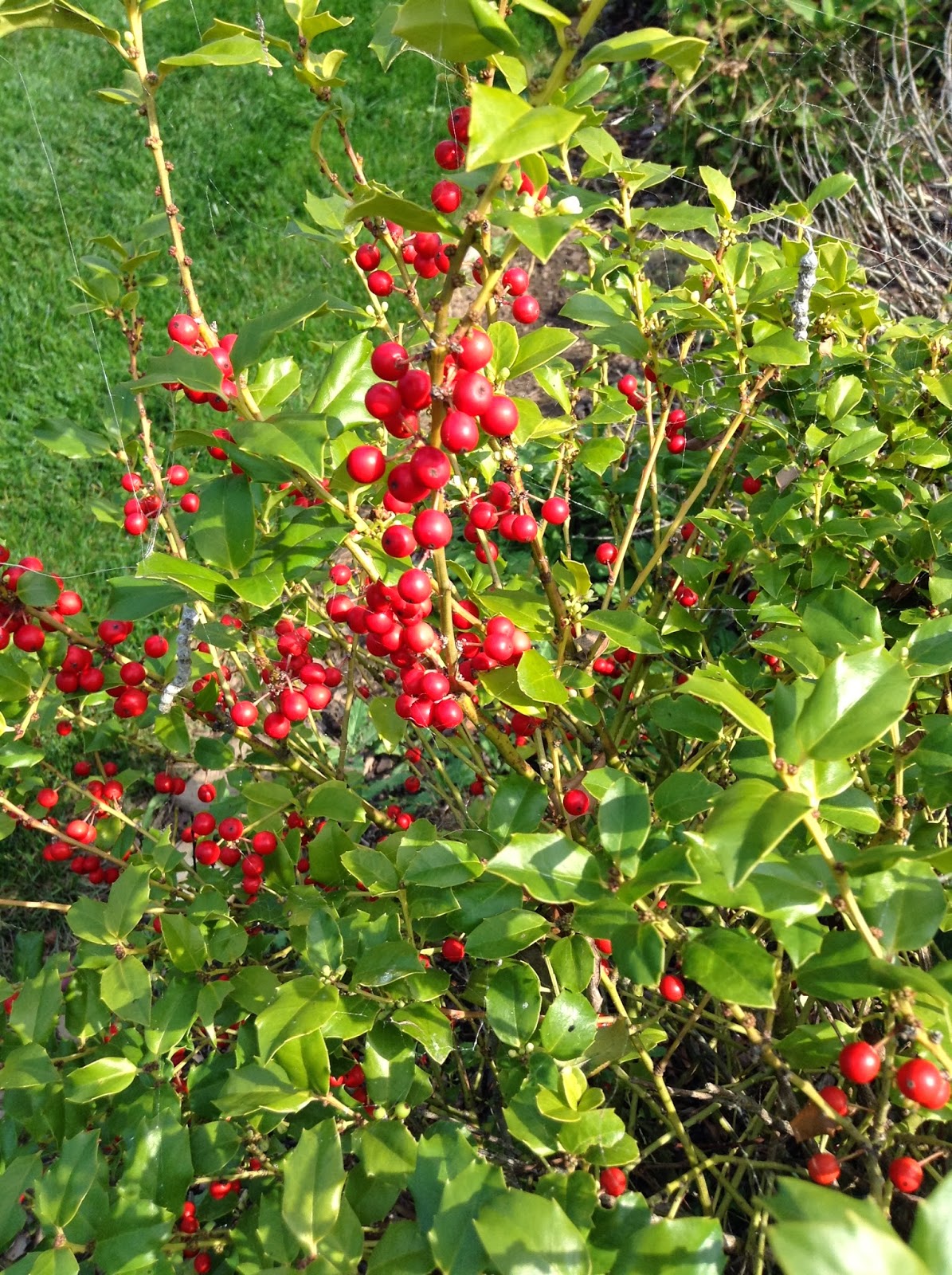 Lessons from the Garden