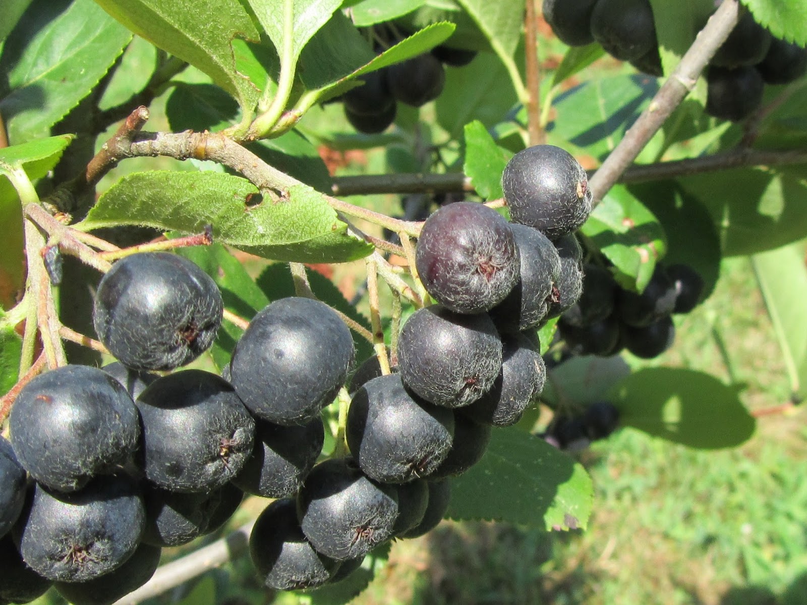 Come Coltivare l'Aronia Melanocarpa per Produrre Ottimi Succhi | Il ...