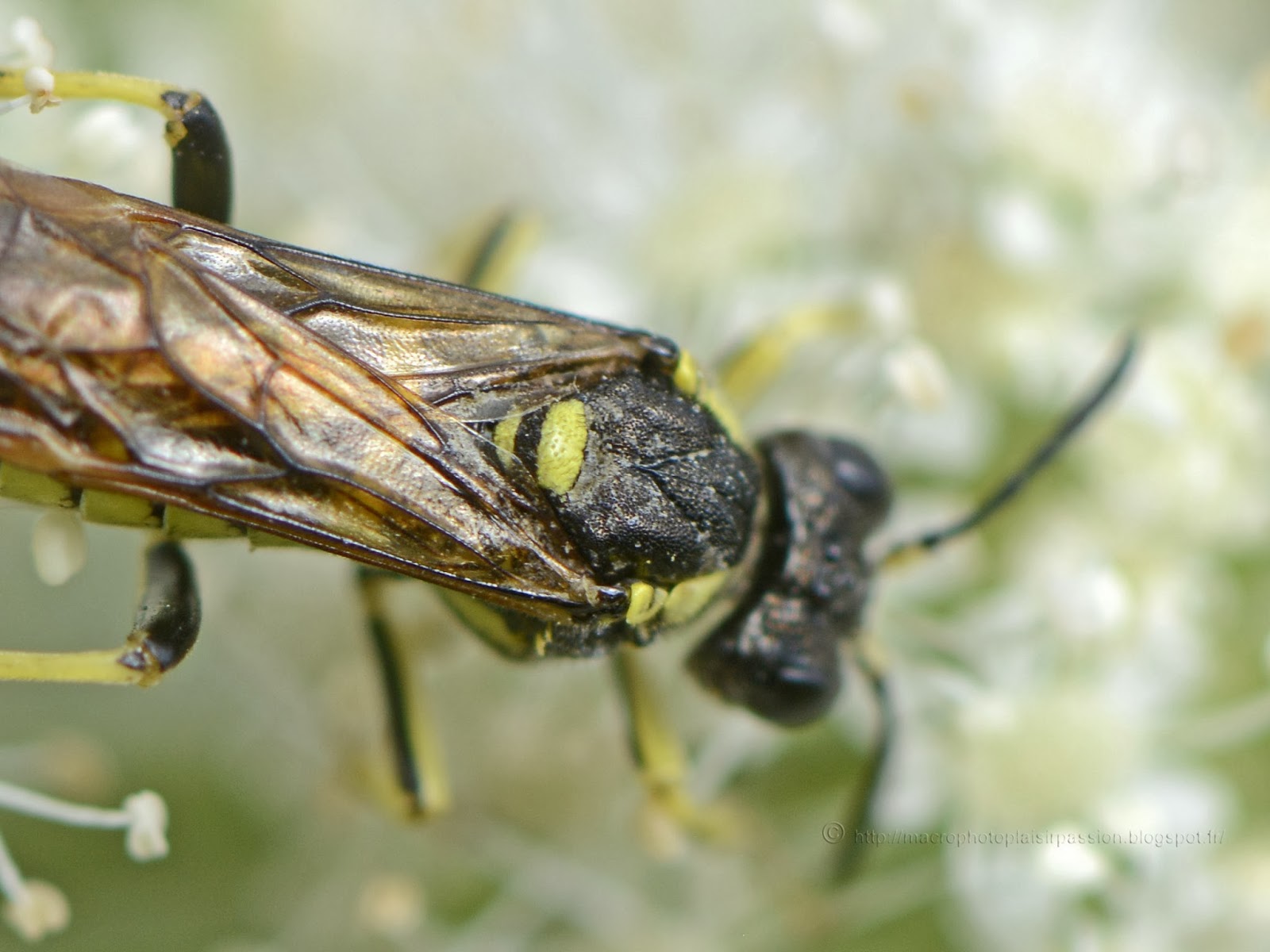 Macrophoto plaisir passion: Une belle Tenthrède: Tenthredo notha