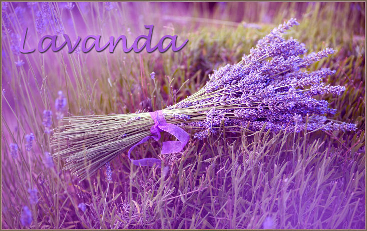 *: LAVANDA - Significato