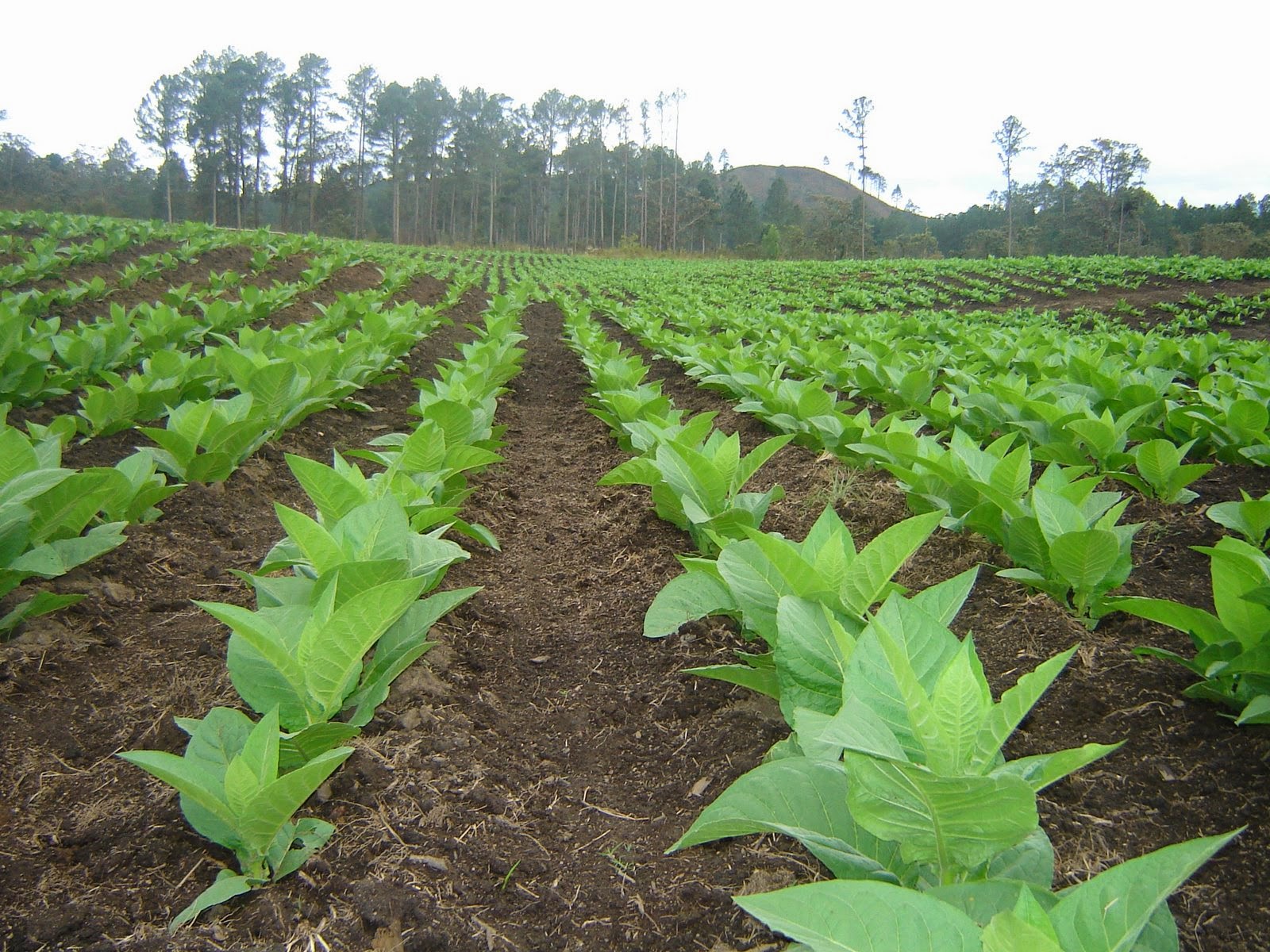 En Positivo Hn (+): El puro o tabaco de Honduras