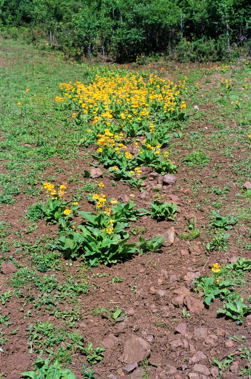 Prairiebreak: "Remembrance, like Rembrandt, is dark but festive"