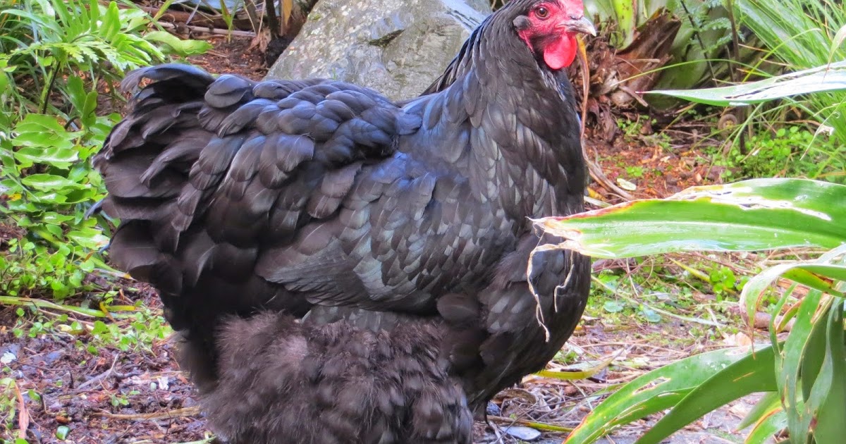 Keeping Chickens NZ: Weaving chicken feathers into Maori cloaks