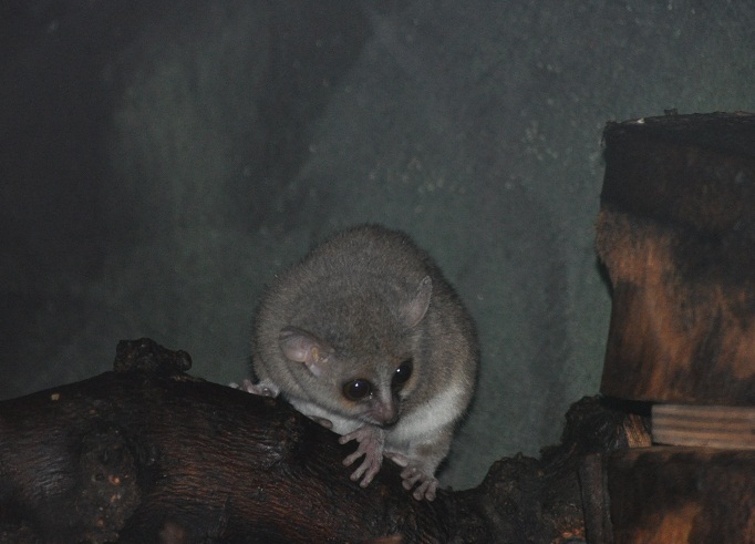 ZOOTOGRAFIANDO (6.100 ANIMALS): LÉMUR RATÓN GRIS / GRAY MOUSE LEMUR ...