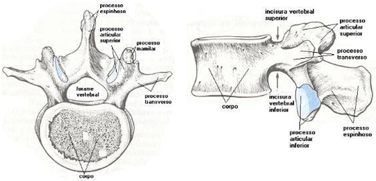 Laboratório de Anatomia: Coluna Vertebral