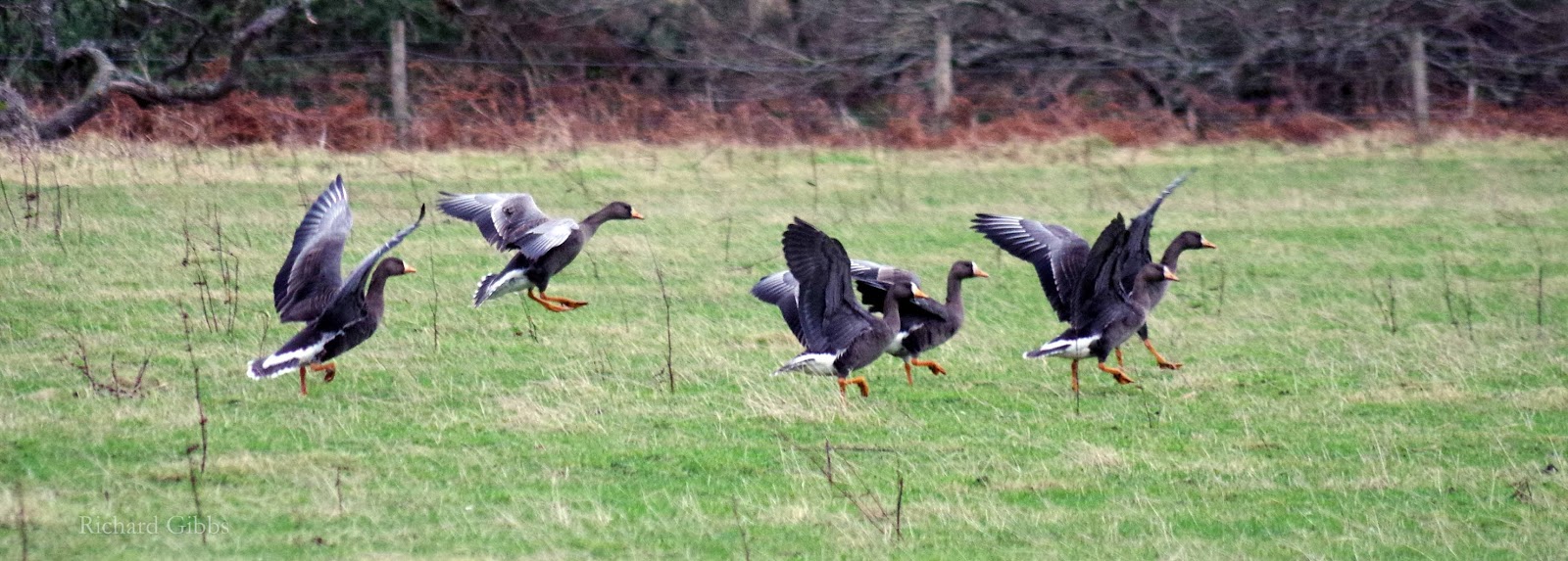 Essays and Diversions: December 2013