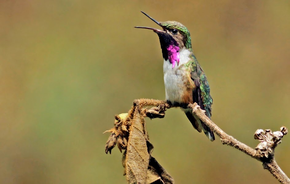 Zumbador Mexicano: El colibrí del babero rosa