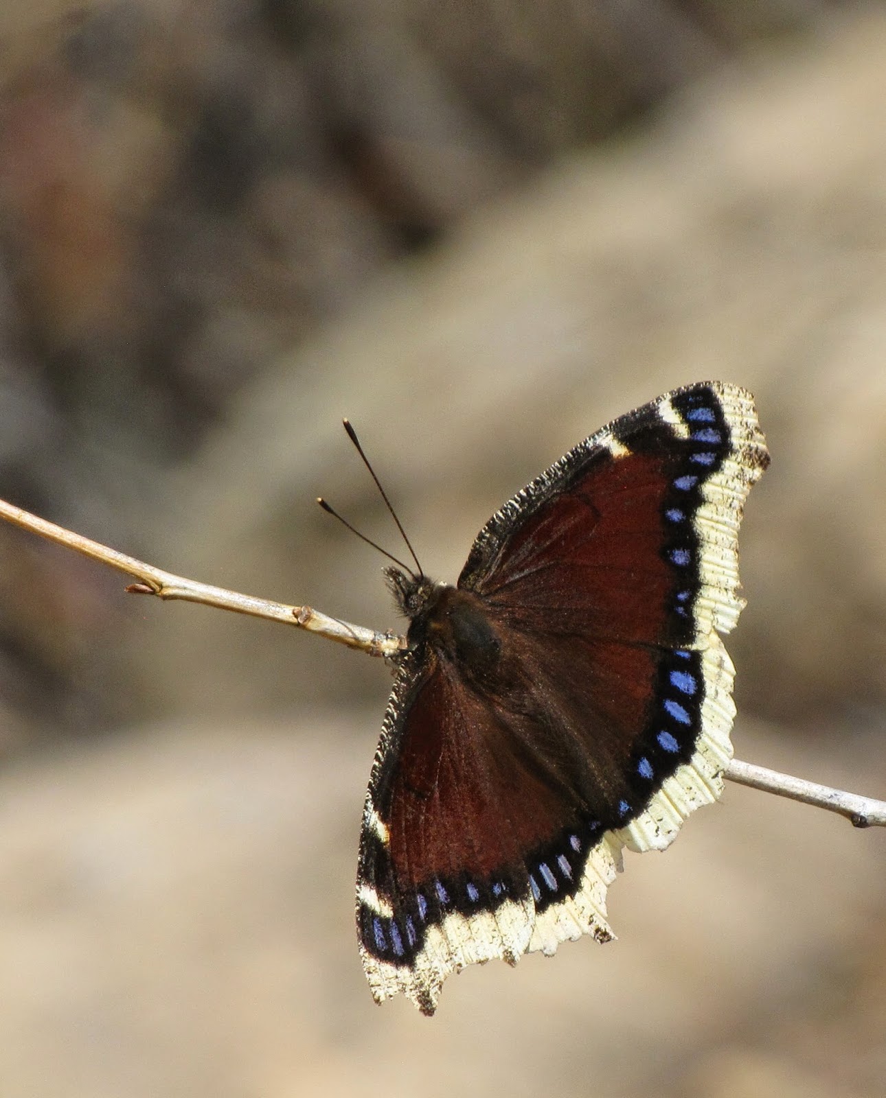 Bug Eric: Mourning Cloak