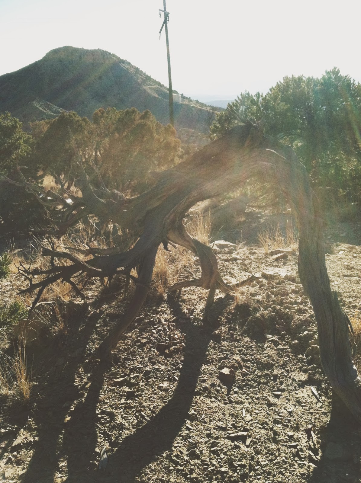 Rachel Sallee Parker