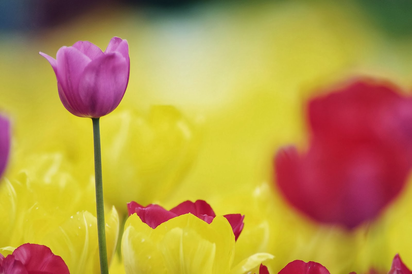 Ảnh Đẹp: Những Bông Hoa Đẹp Nhất