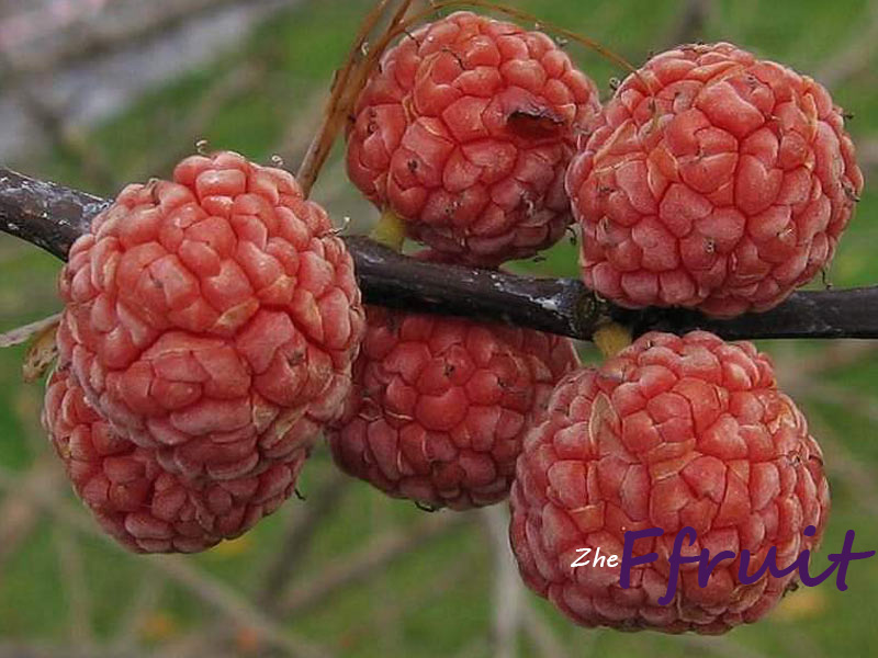 Ever Fresh Fruits: February 2016