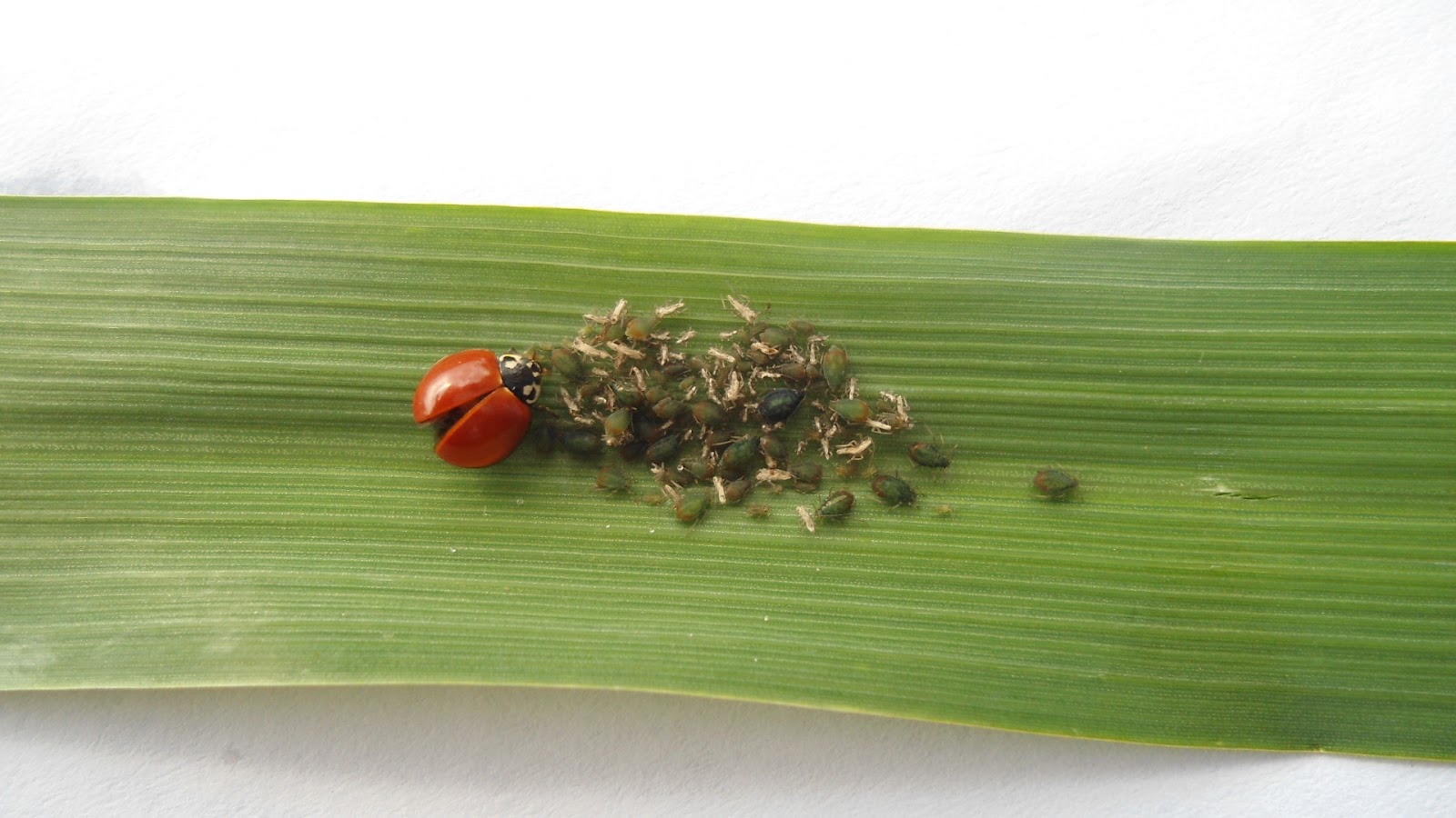 ECOAGRO: Insectos Benéficos