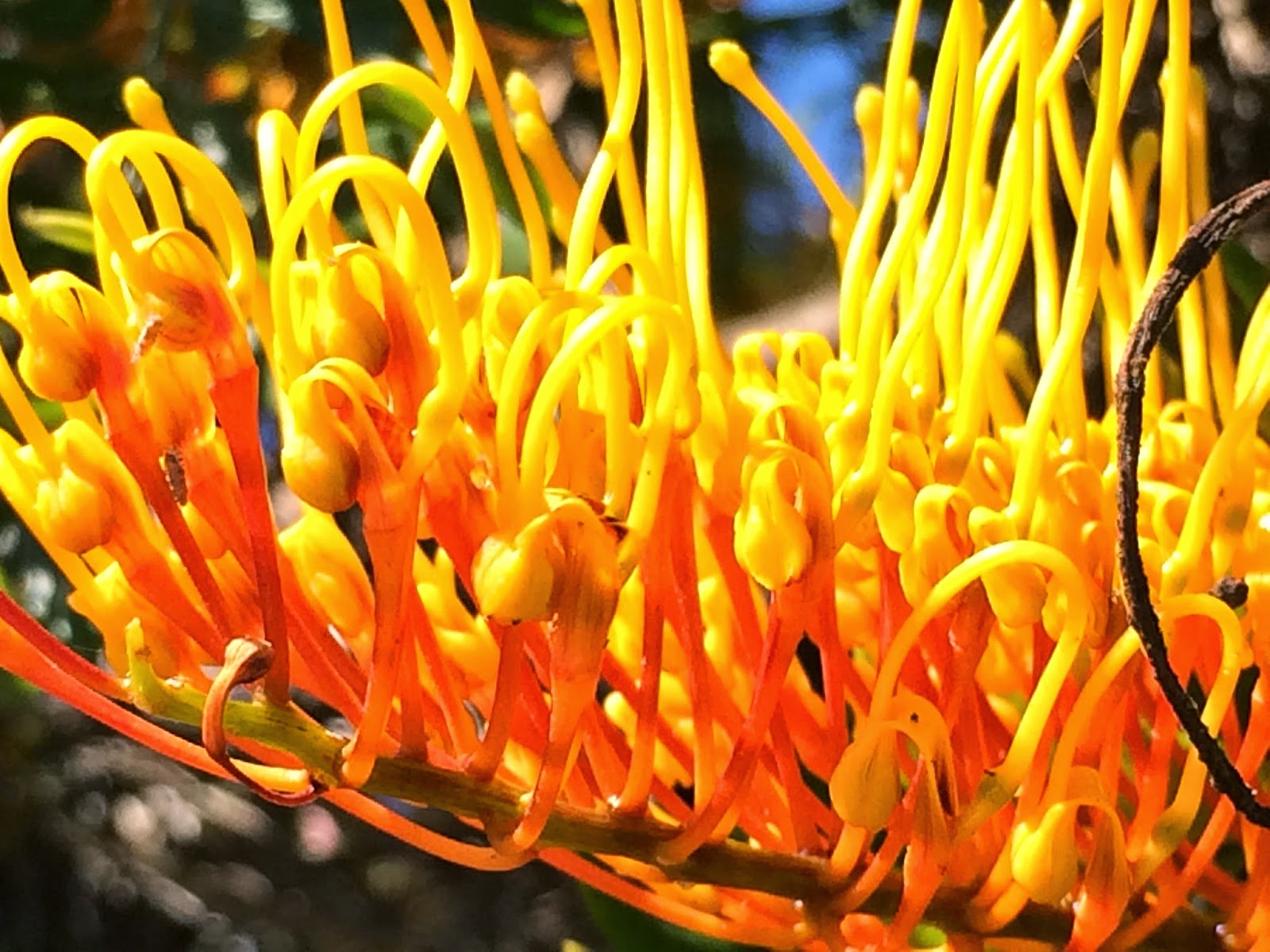 Trees of Santa Cruz County: Grevillea robusta - Silk Oak