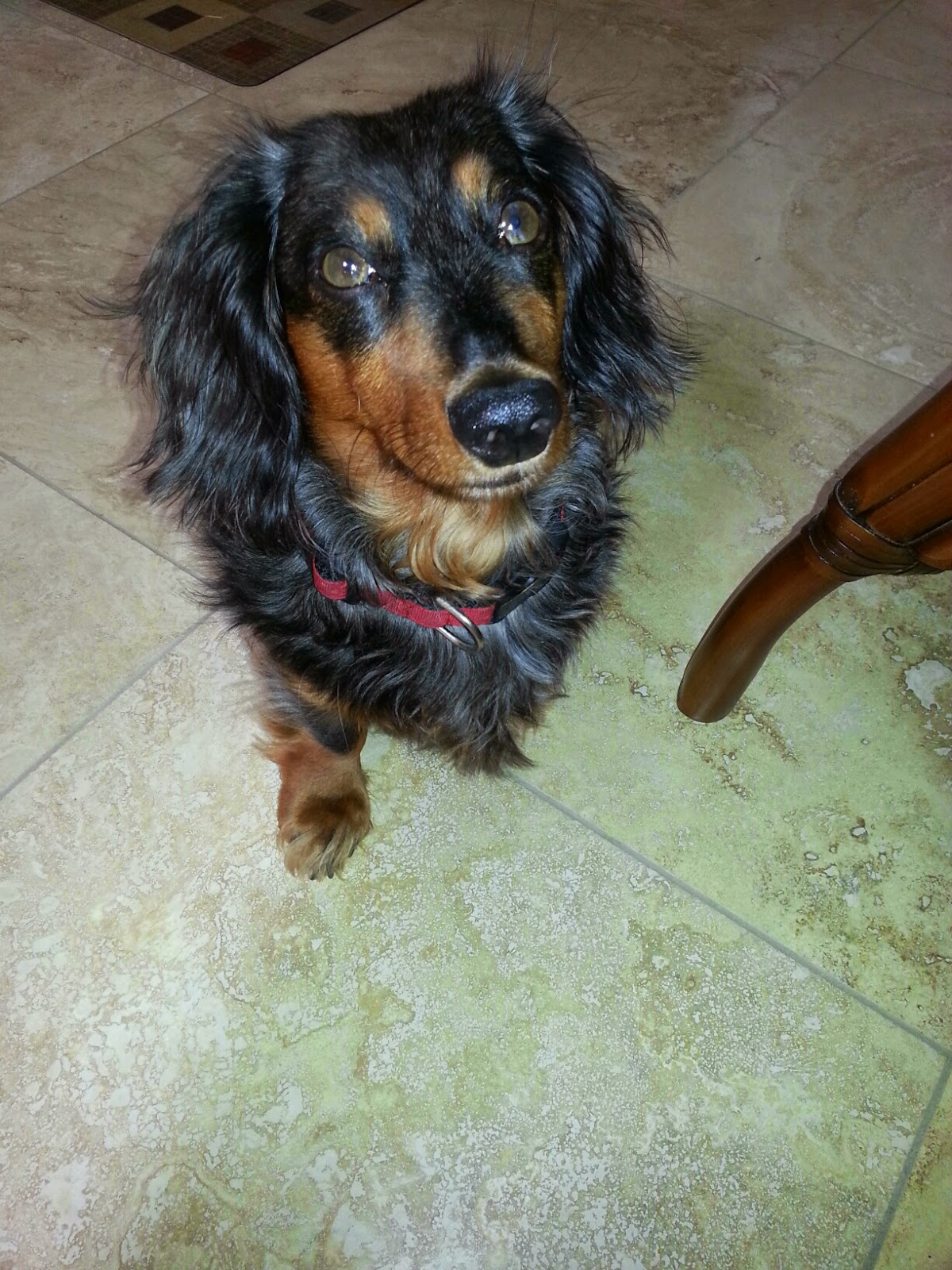 Maui: The land next to our sailboat: Chester Dog, The Ambassador