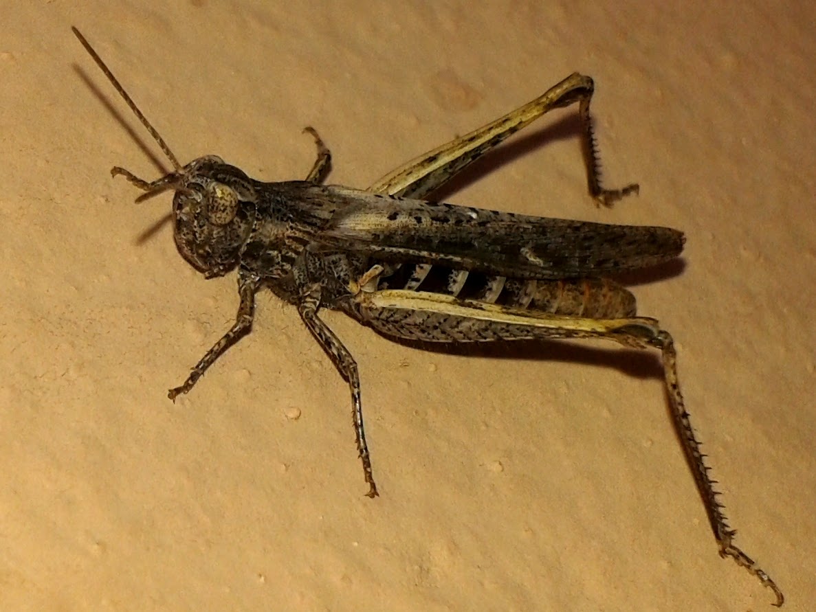 Biodiversidad entomológica de mis salidas al campo: Más bichos en noviembre