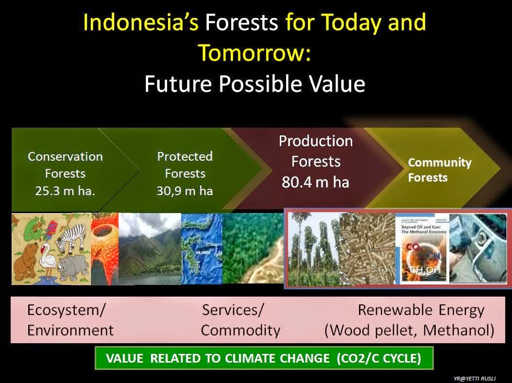 Biomass Industrial Innovative Projects: Industrial Plantation Forest ...