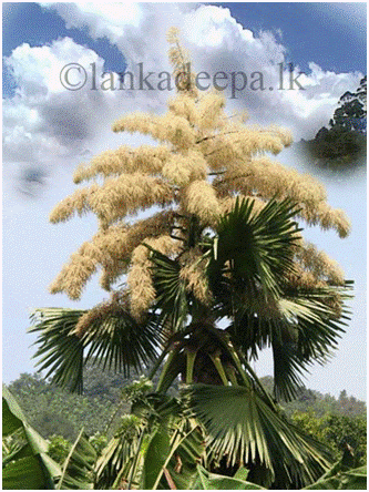 Your Mails: ҉YOUR-MAILS GROUP ҉ තල මල පිපිලා (බොහොම දුර්ලභ අවස්ථාවක්)