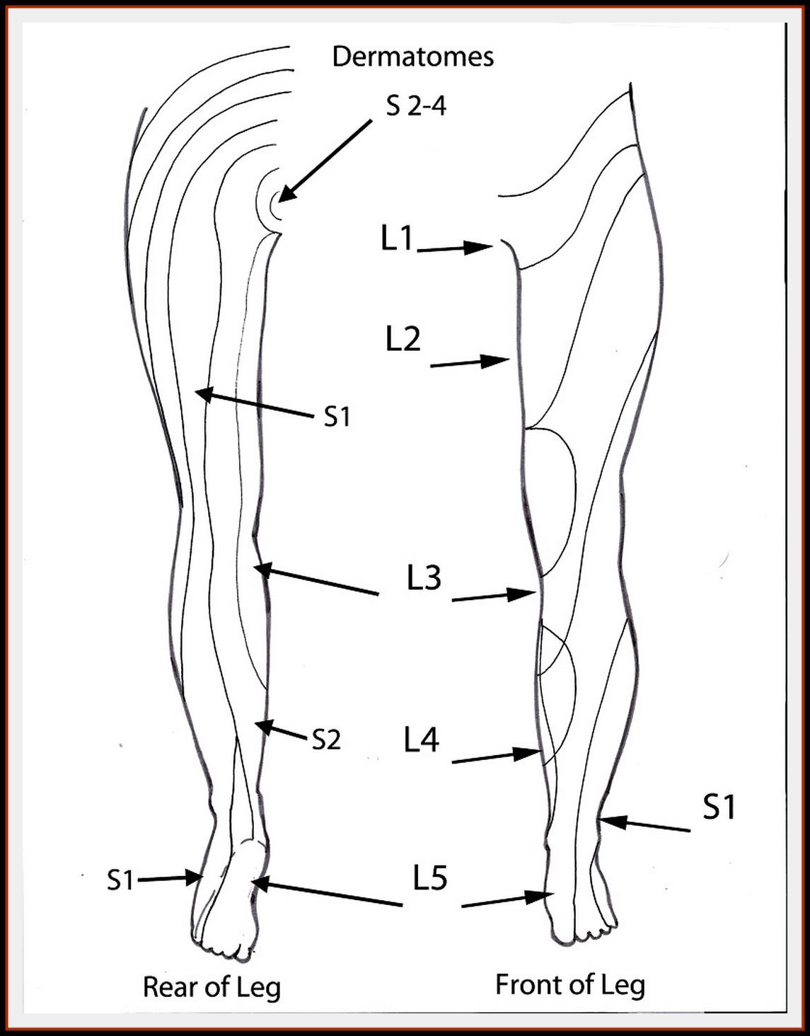 truthlady3: Dermatomes Dermal Segmentation