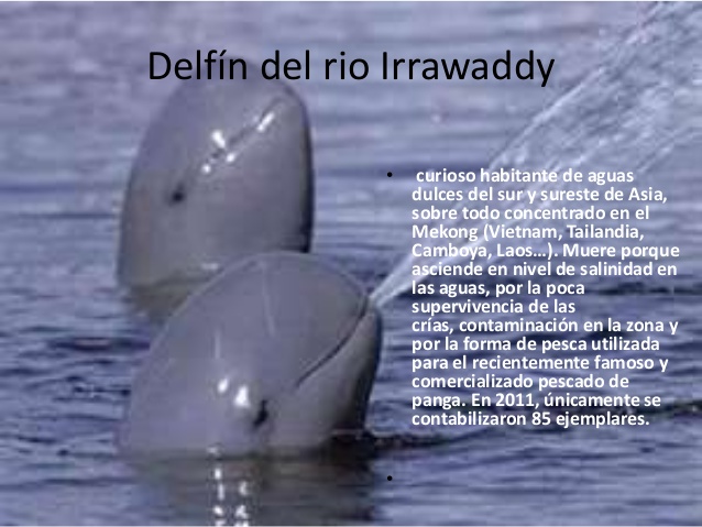 animales en vía de extinción : el delfin del río Irrawaddy
