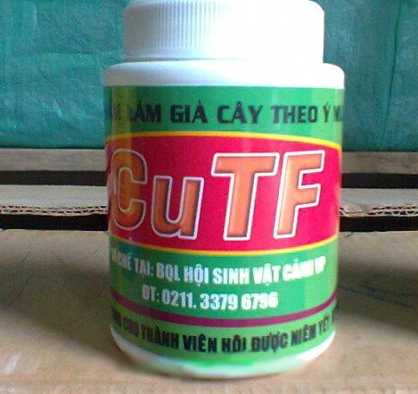 Lê Thạnh - Kỷ lục gia - Dị nhân Bonsai Ngược: CUTF - Thuốc làm già cây ...