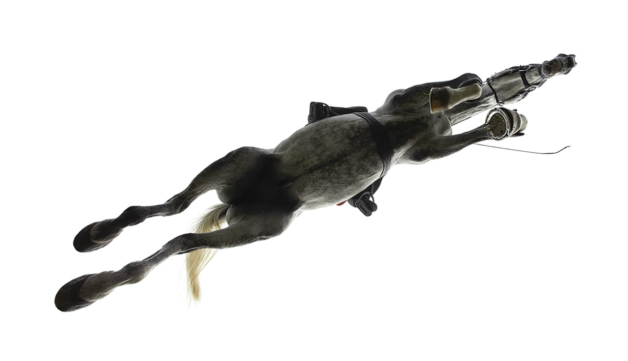 tommas titus : Der Prozess: Masters Jury: Tim Flach