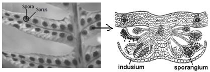 Tumbuhan Paku (Pteridophyta) - Afdhal Ilahi | News and Education Portal
