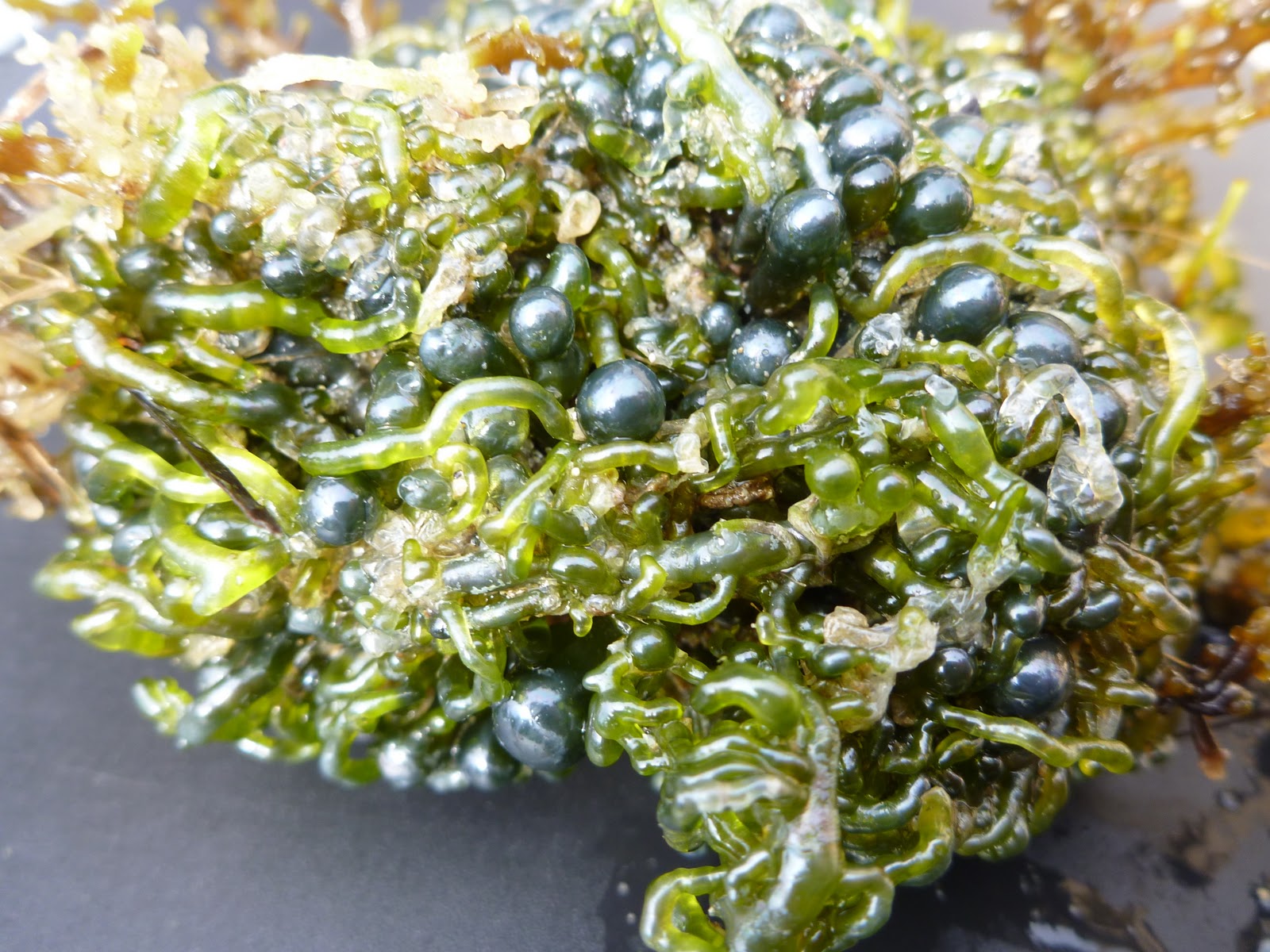 mar menor mar mayor: Valonia utricularis. Alga en Mar Menor