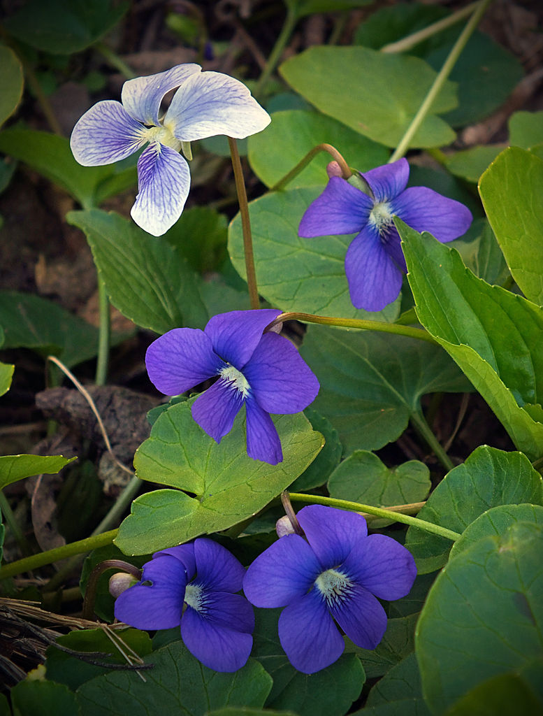 Earth and Space News: Viola sororia: Uncommon Beauty of Common Blue Violets