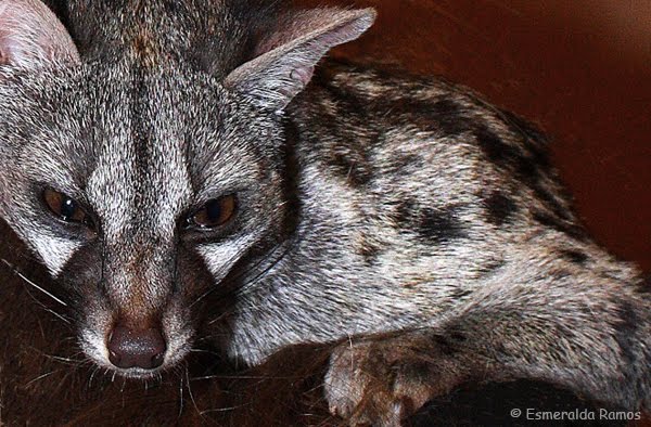 Cuaderno de campo. Rastros e indicios de fauna: Rastros de Gineta ...
