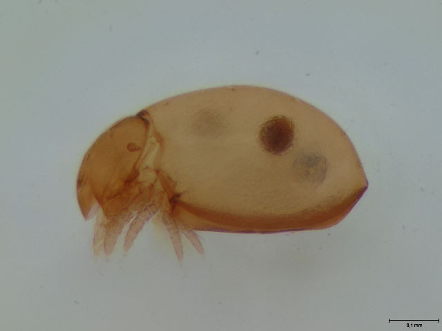 Variety of Life: Euphthiracarus