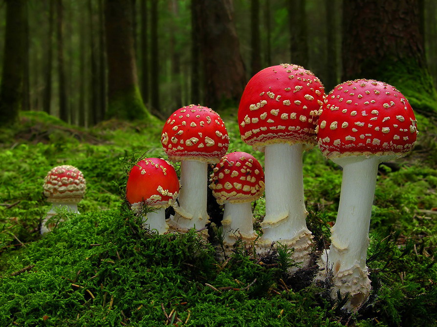 Wallpapers Unlimited: Beautiful and colorful Mushrooms