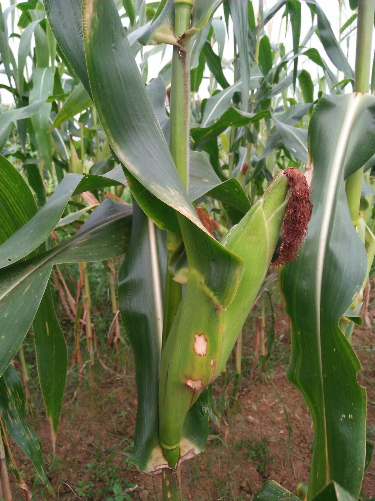 Amalan Ladang: Tanaman Makanan (G3): Projek Jagung