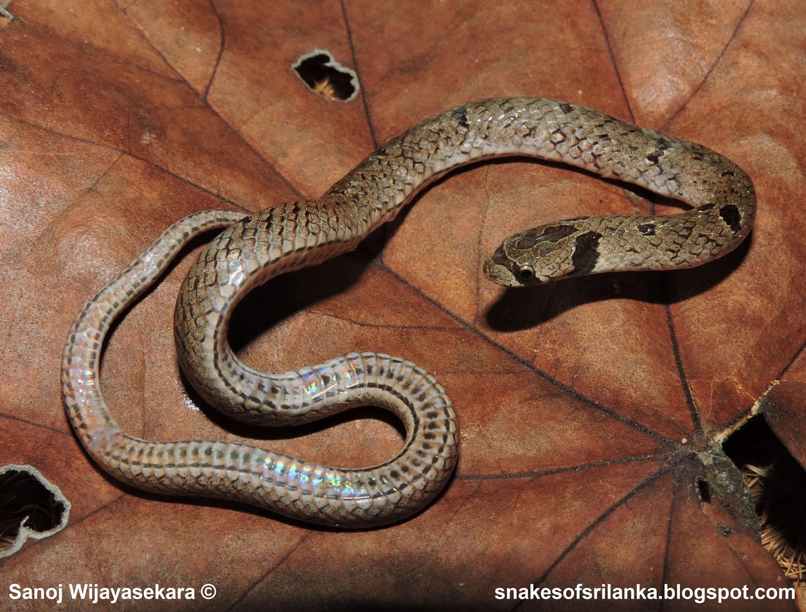 Dumeril's Kukri Snake/පුල්ලි දත්කැටියා (Oligodon sublineatus-Duméril ...