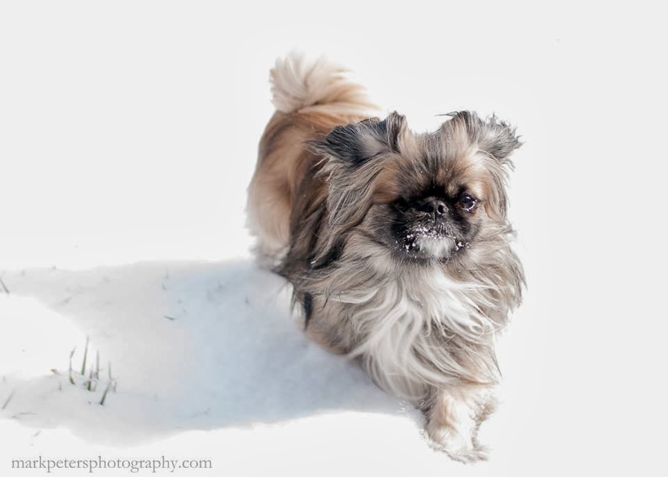 Must Love Pekes: PUDGIE AND THE SNOW