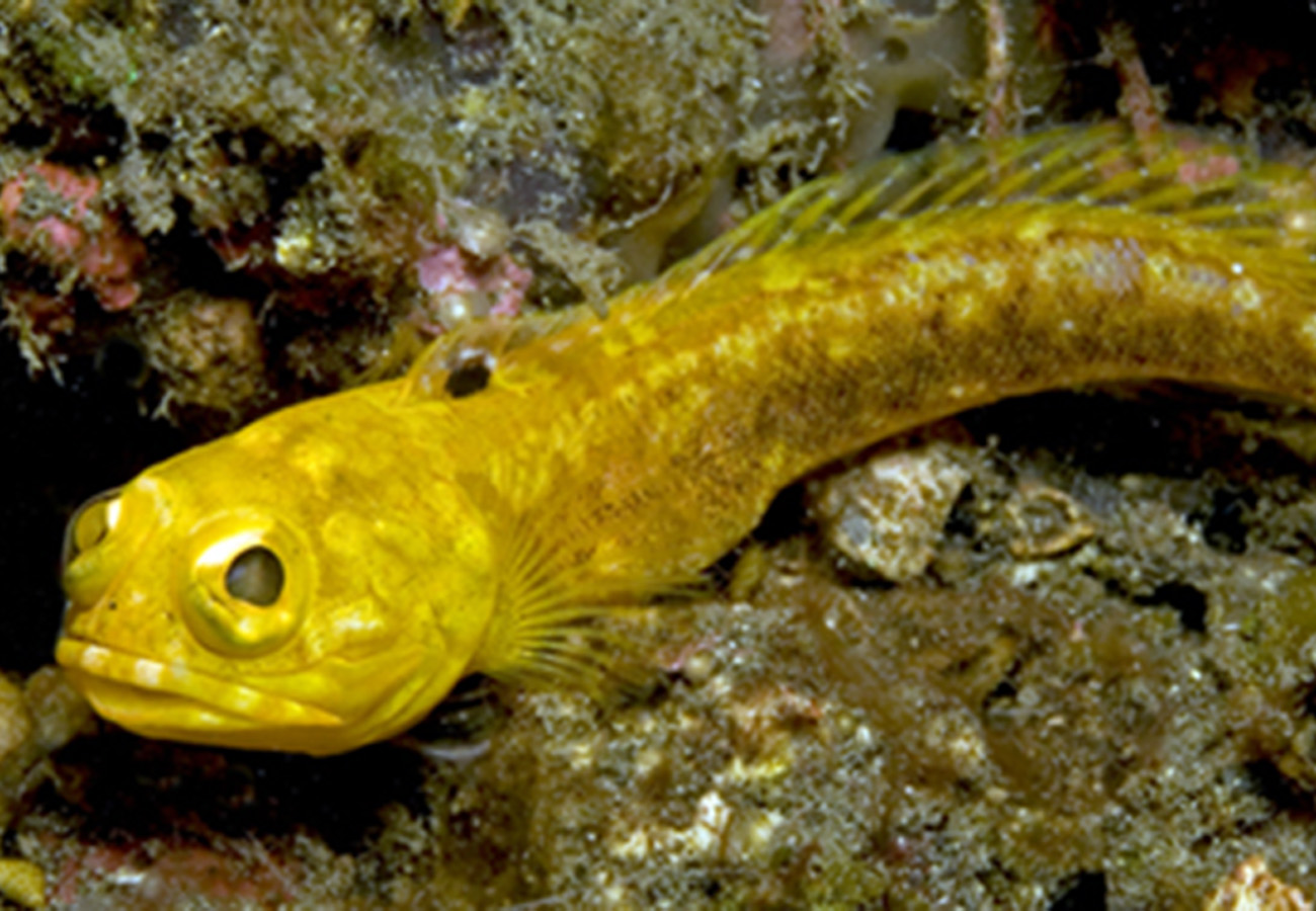 Species New to Science: [Ichthyology • 2016] Opistognathus ensiferus ...