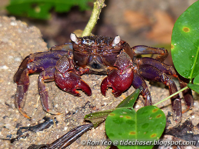 tHE tiDE cHAsER: Sesarmid Crabs (Phylum Arthropoda: Family Sesarmidae ...