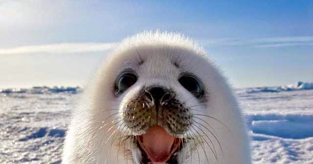 Animales Salvajes: FOCA BLANCA