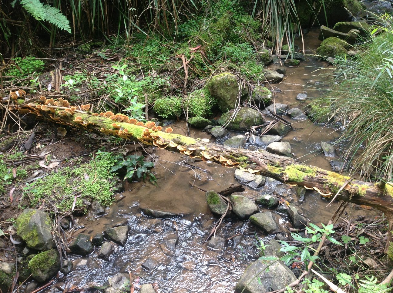 DVN61: In search of The Falls