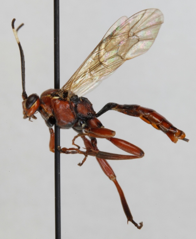 Variety of Life: Platylabini