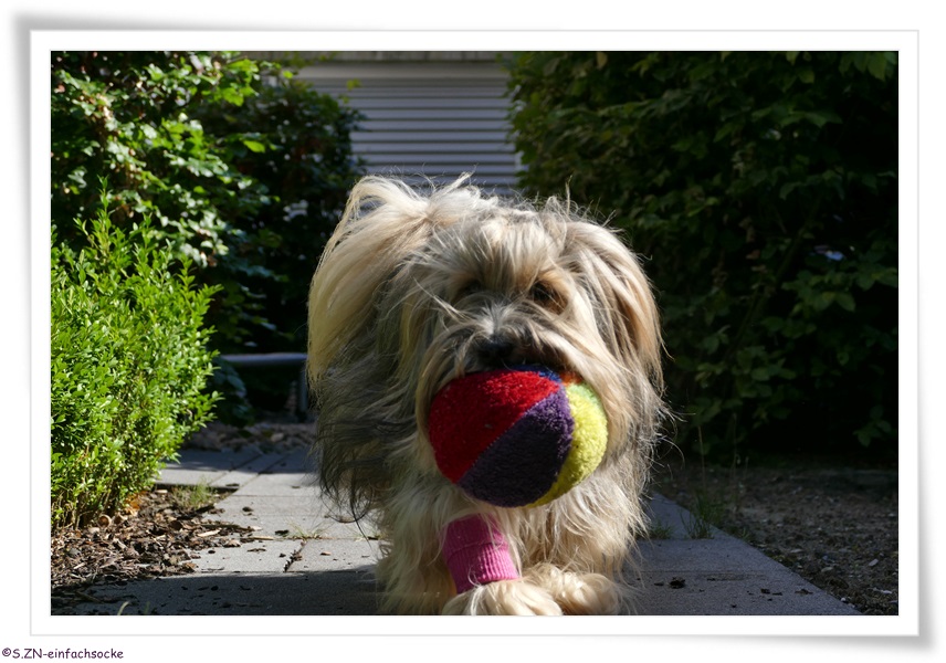 [Hundeblog] Einfach Socke: Bringt der Hund Dreck ins Haus….