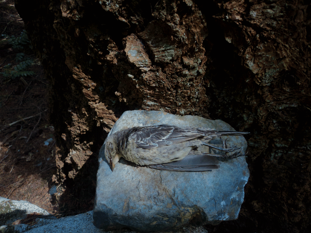 The Journey Oracle: How to bury a bird in the air