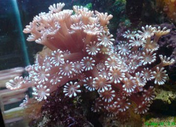 Ainnurrohmah Arista: KEAJAIBAN BUNGA