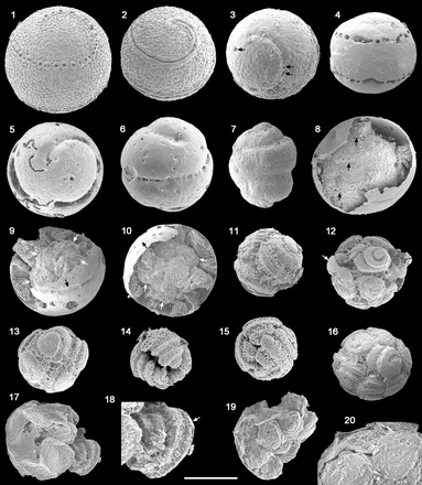 Paleontología y Evolución en la UCM: MICROFOSILES CON ESTRUCTURA ...