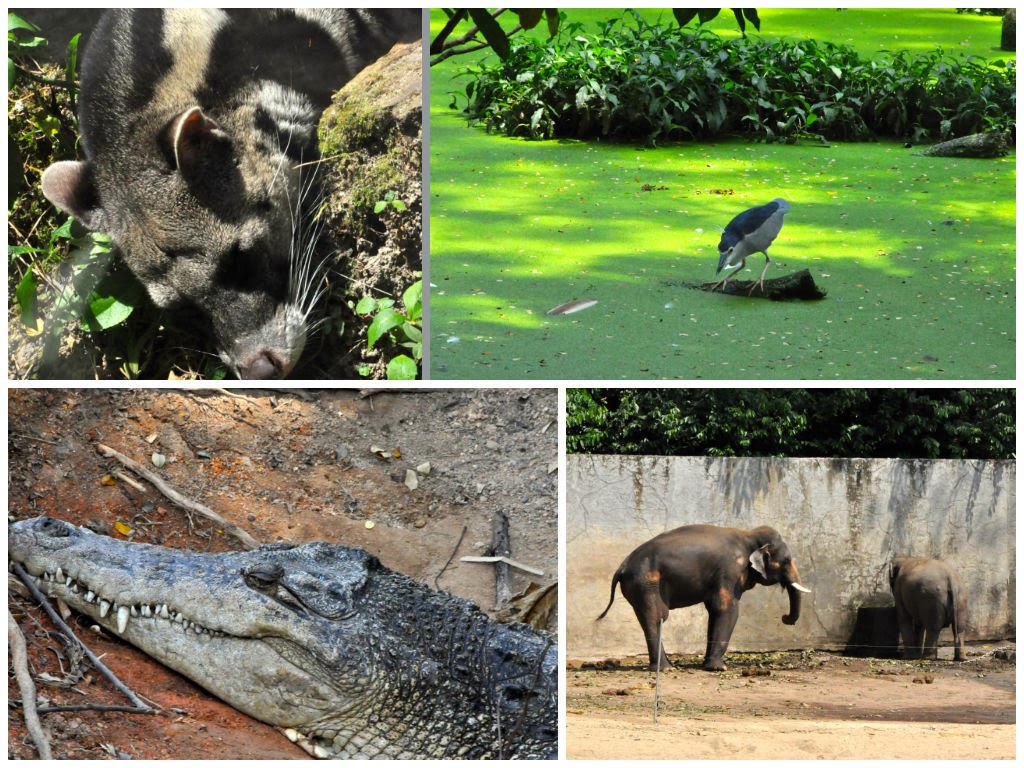 Penang Chronicles: Taiping Zoo visit