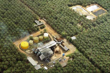 BPPT Rancang Pabrik Sawit Mini ~ Indonesia Teknologi